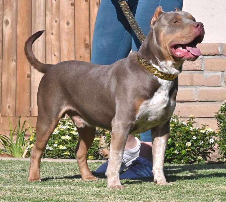 Pitbull Puppies For Sale | Quality Pitbulls For Adoption